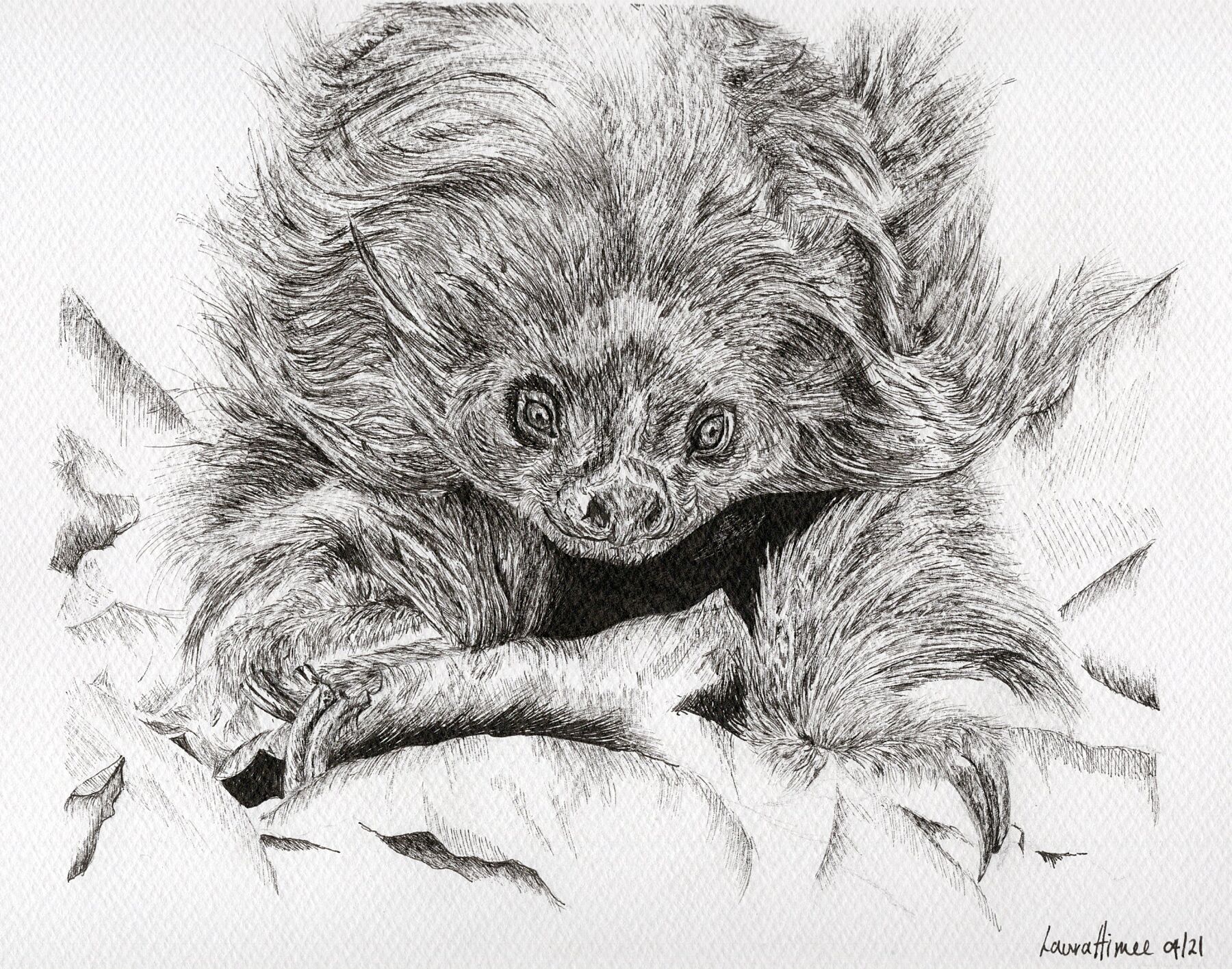 Sloth - Giclée Print – Laura Aimee Art