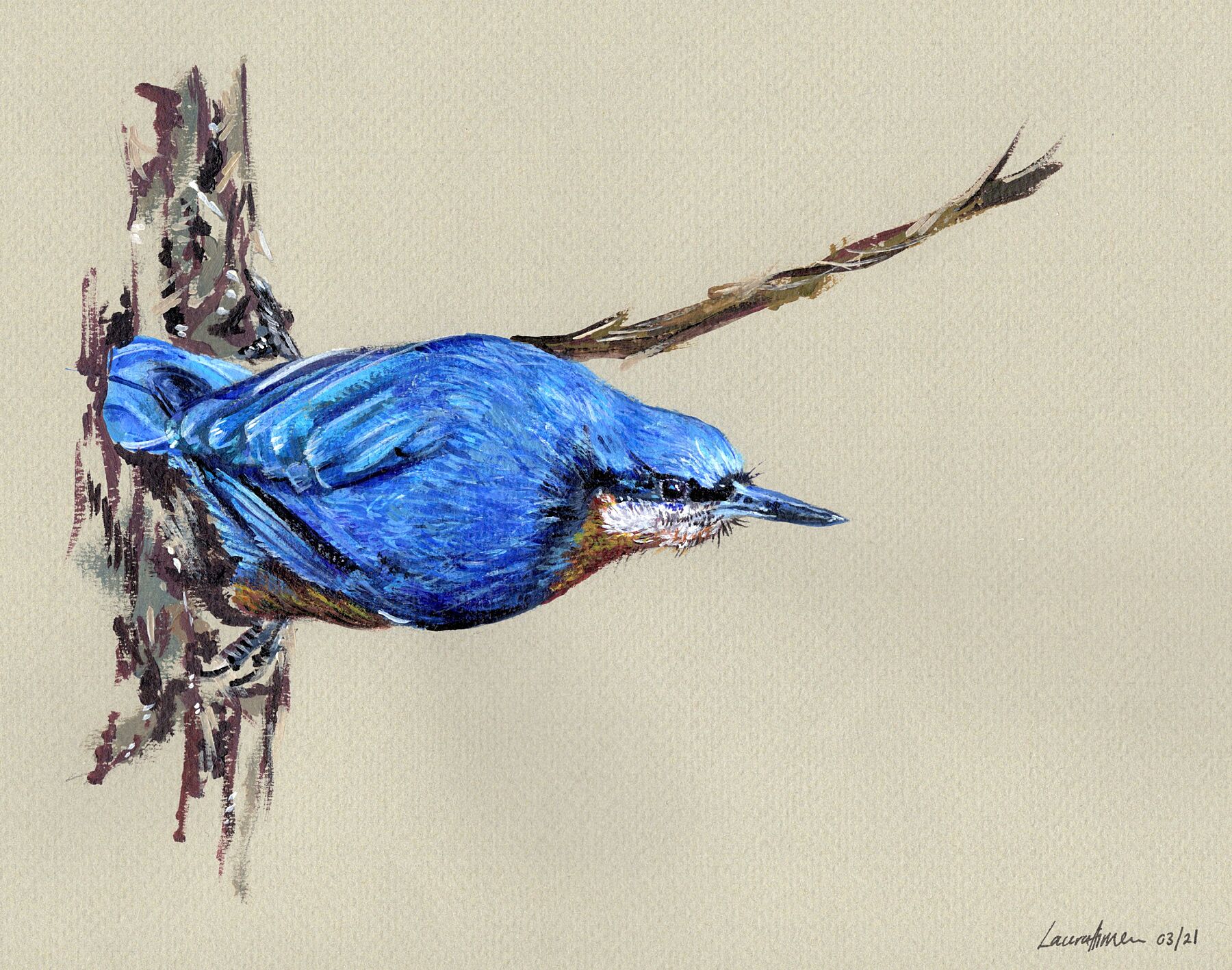 Nuthatch - Giclée print – Laura Aimee Art